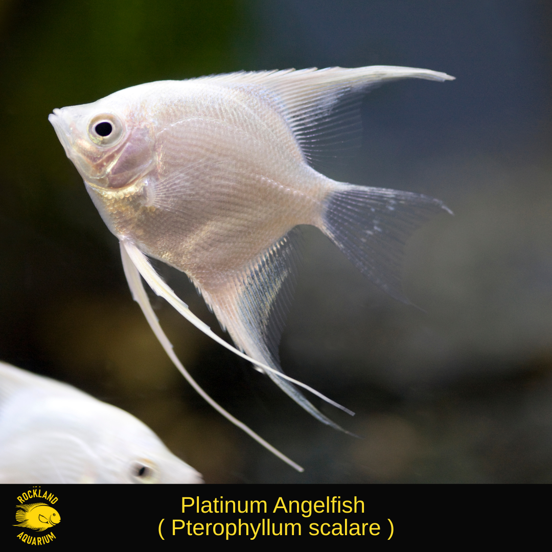 Platinum Angelfish - Pterophyllum scalare - Live Fish (One Item)
