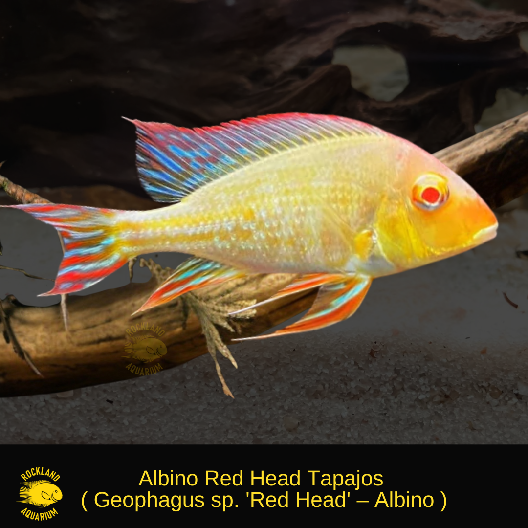 Albino Red Head Tapajos - Geophagus sp. 'Red Head' - Live Fish