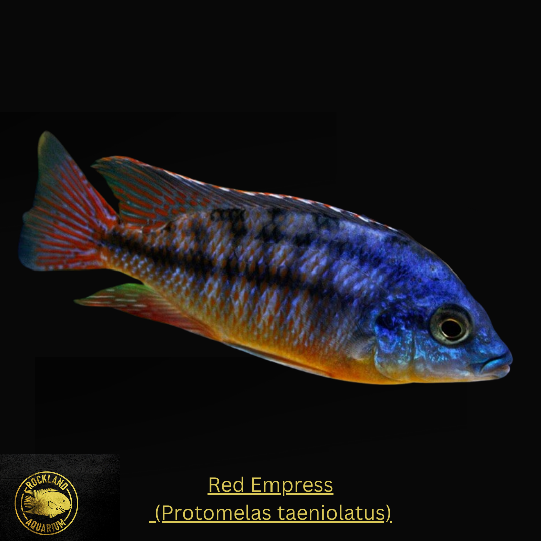 Red Empress - Protomelas taeniolatus - Live Fish – Rockland Aquarium