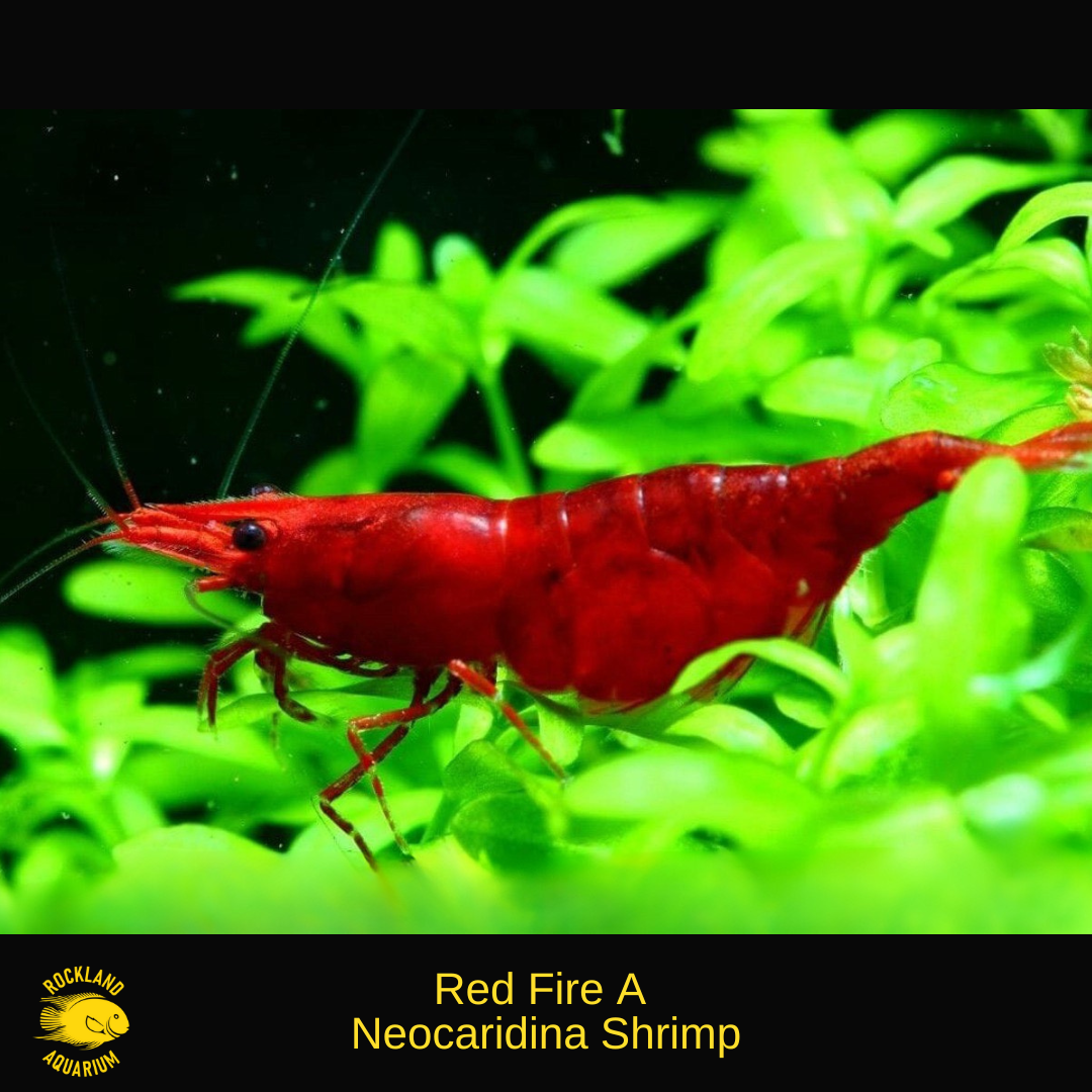 Red Fire A Neocaridina Shrimp - Live