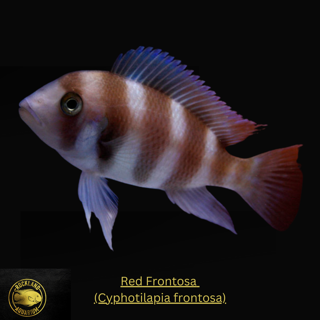 Brown / Red Frontosa - Cyphotilapia frontosa - Live Fish