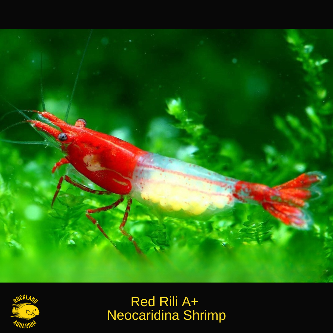 Red Rili A+ Neocaridina Shrimp - Live
