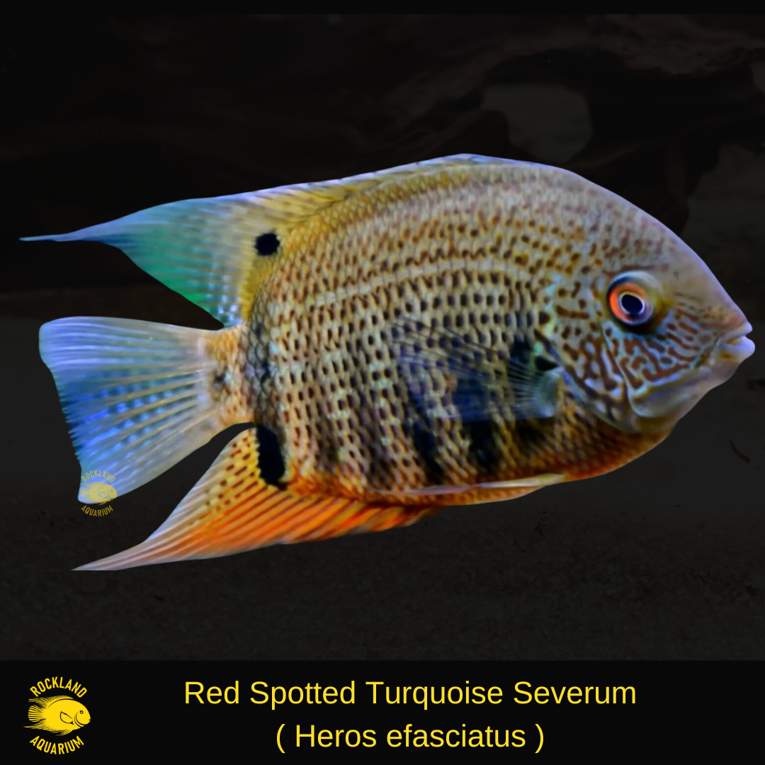 Red Spotted Turquoise Severum - Heros sp. efasciatus - Live Fish (Mult