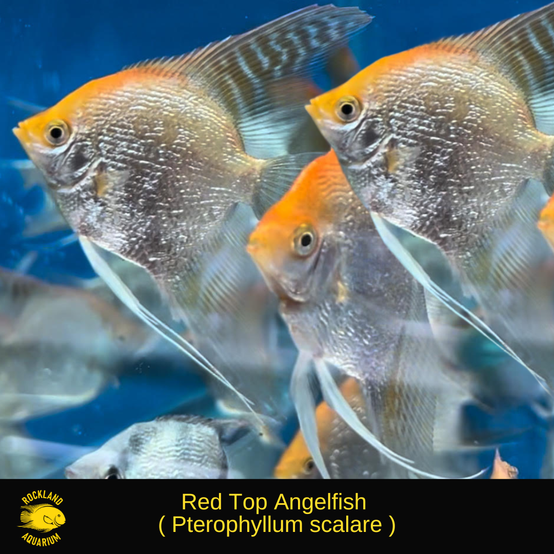 Red Top Angelfish - Pterophyllum scalare - Live Fish (One Item)