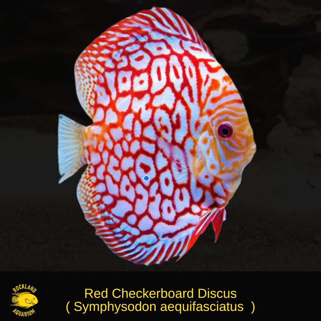Red Checkerboard Discus - Symphysodon aequifasciatus - Live Fish