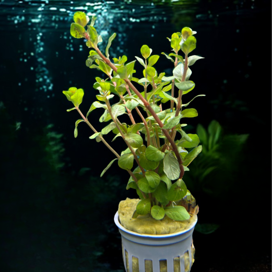 Rotala – Vibrant, Fast-Growing Stem Aquarium Plant