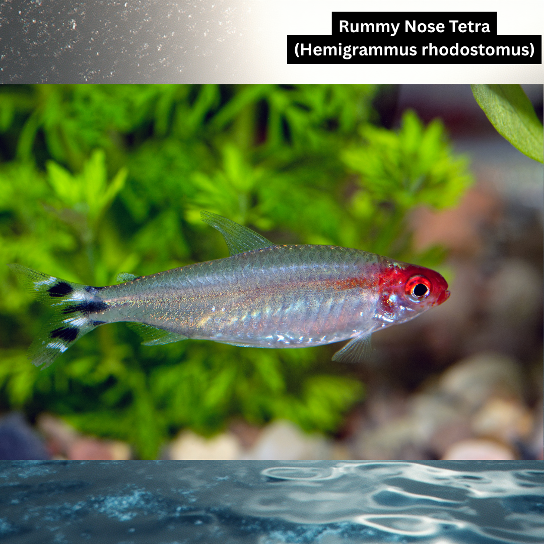 Rummy Nose Tetra Hemigrammus rhodostomus – Live Fish