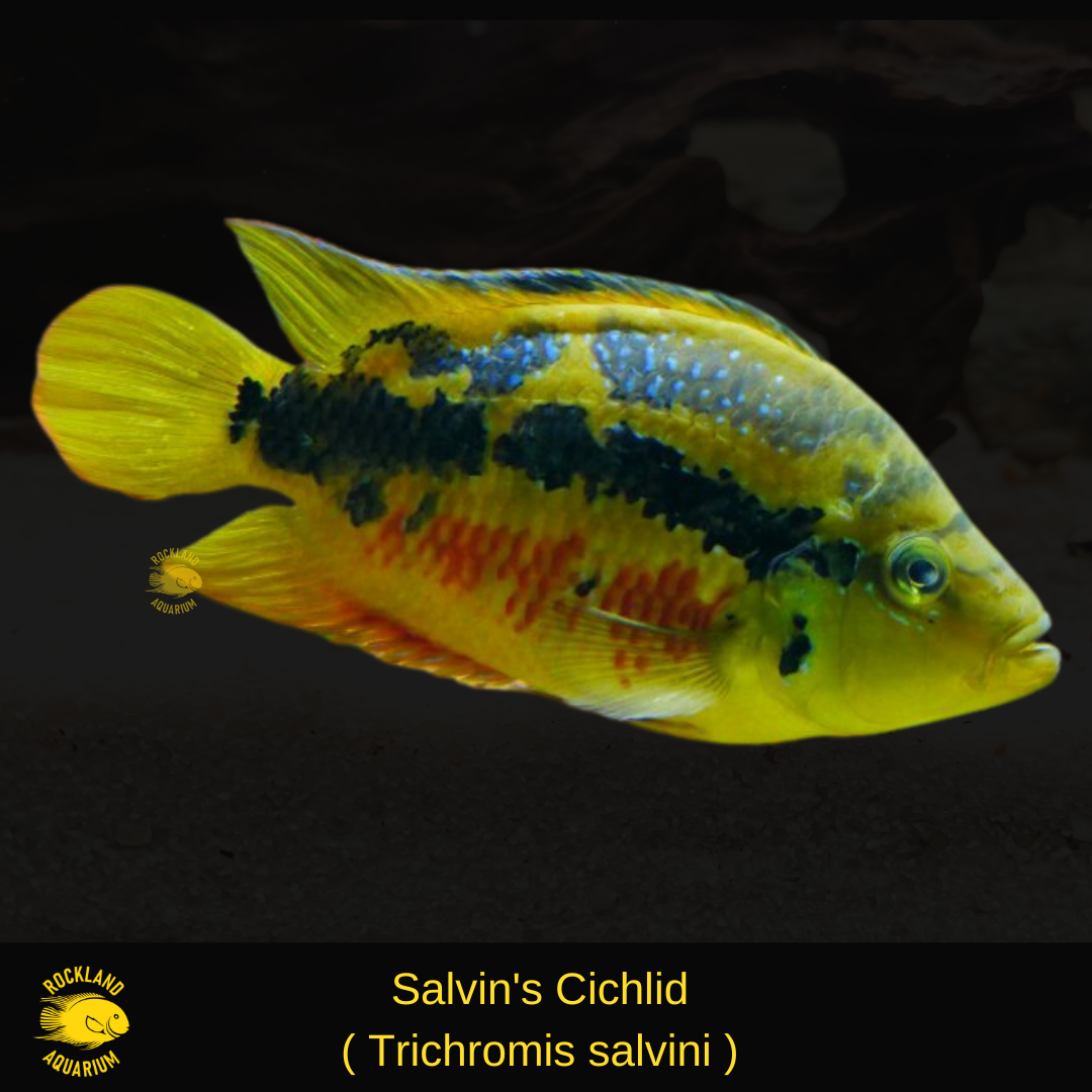 Salvini Cichlid - Trichromis salvini - Live Freshwater Fish