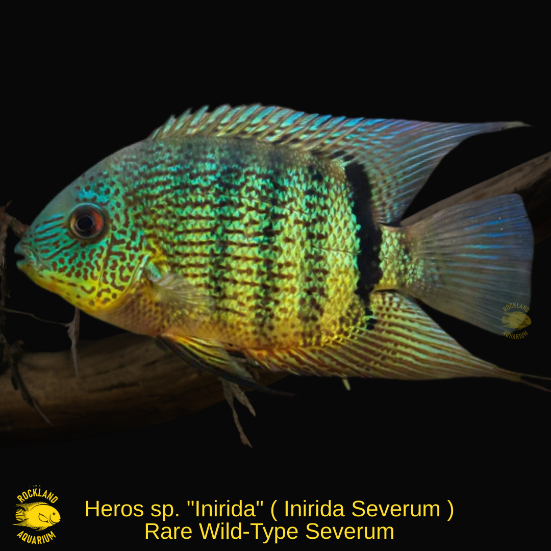 Heros sp. "Inirida" – Inirida Severum - Rare Wild-Type Severum - Live