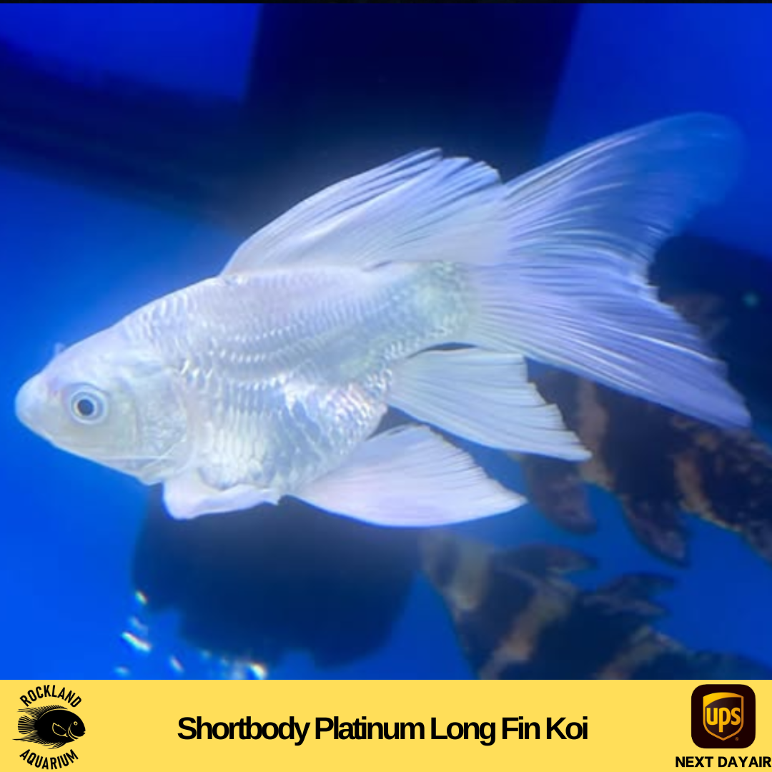Shortbody Long Fin Koi - Live Fish