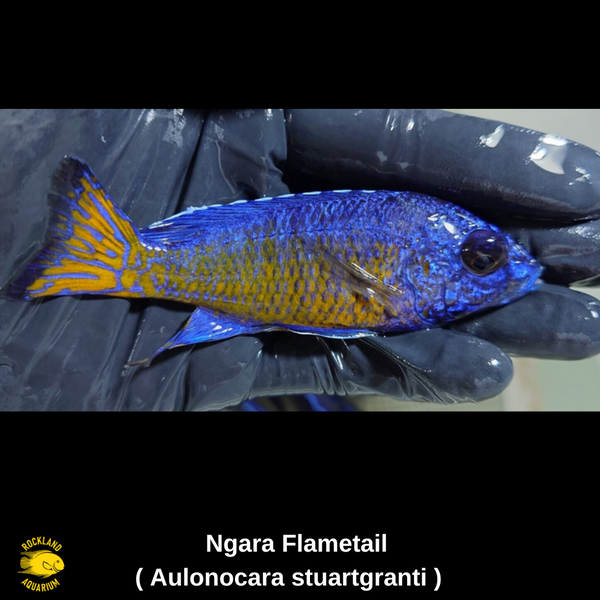 Ngara Flametail Peacock MALE - Aulonocara stuartgranti - Live Fish (A