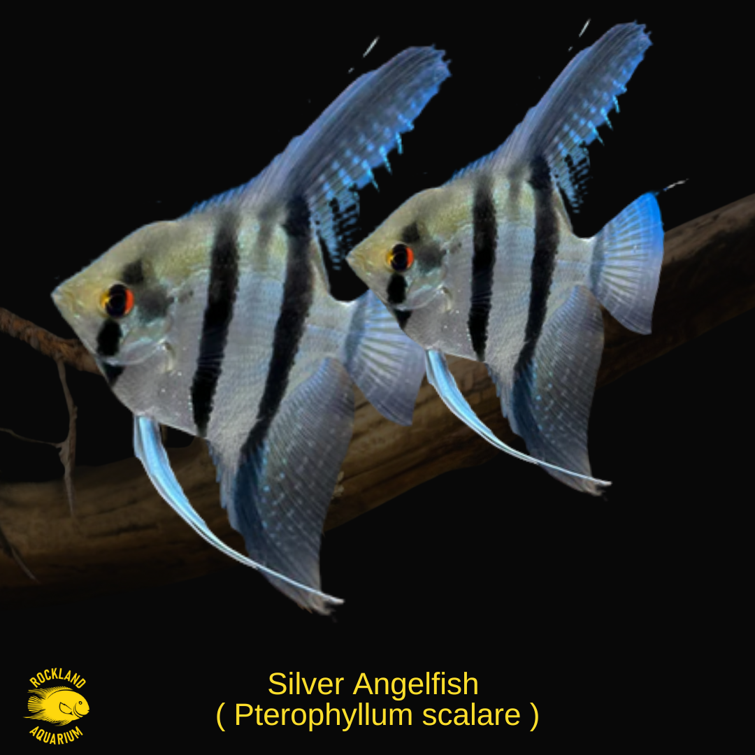 Silver Angelfish - Pterophyllum scalare - Live Fish (One Item)
