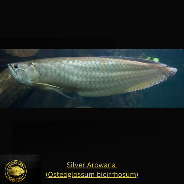 Silver Arowana Albino Silver Arowana – Mississauga Aquarium