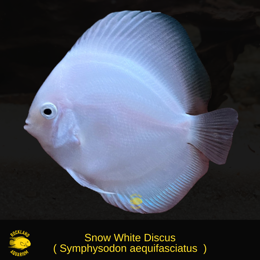 Snow White Discus - Symphysodon aequifasciatus - Live Fish