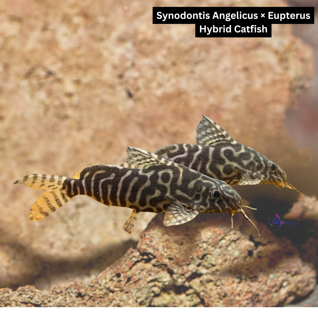 Synodontis Angelicus × Eupterus Hybrid – African Catfish – Live Fish