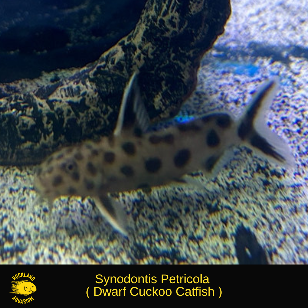 Synodontis Petricola - Dwarf Cuckoo Catfish - Live Fish