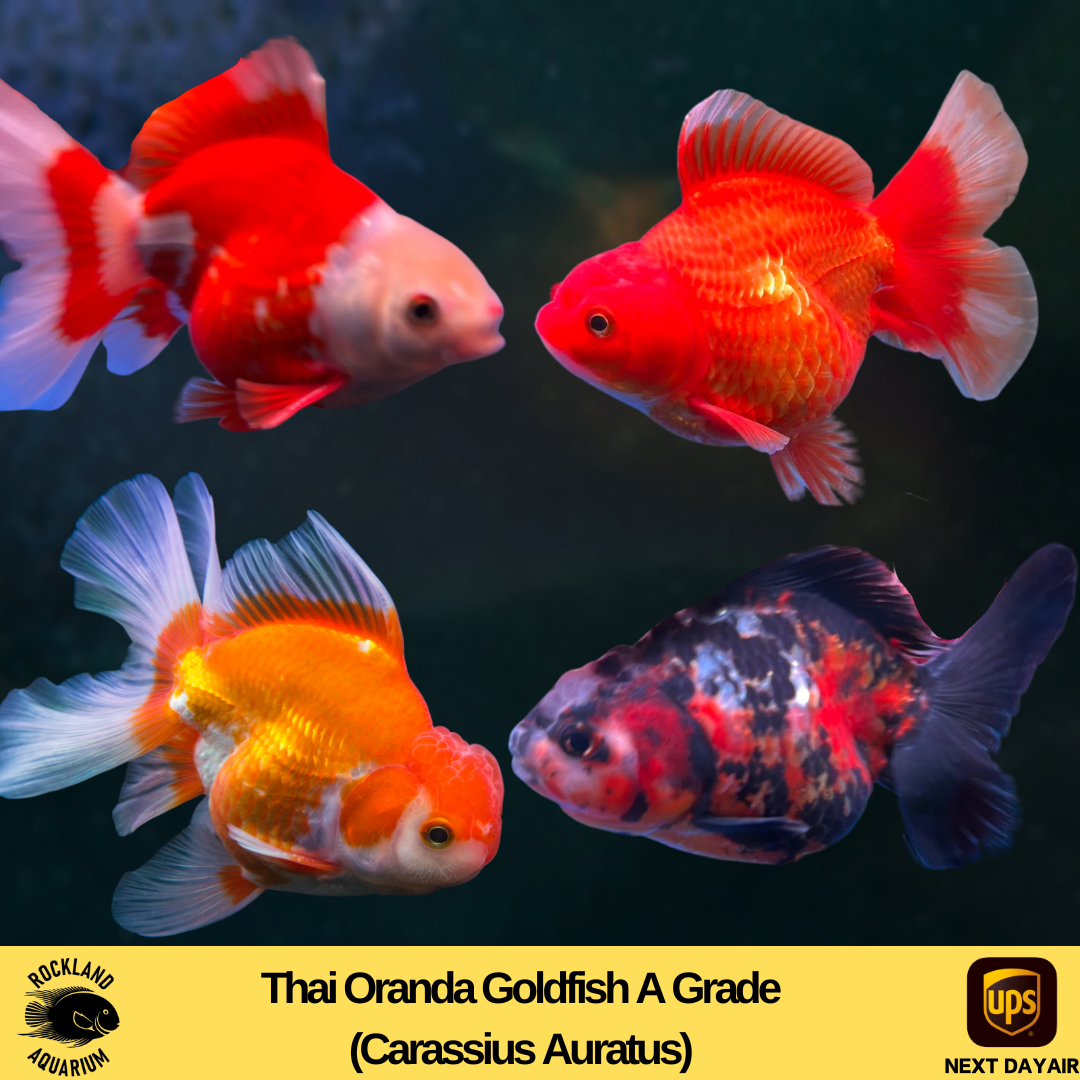 Thai Oranda Goldfish A Grade (Carassius Auratus) - Live Fish