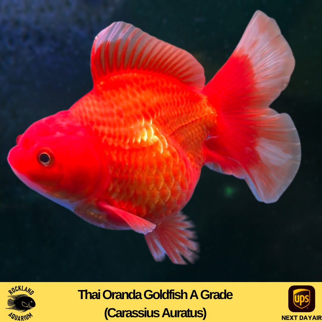Thai Oranda Goldfish A Grade (Carassius Auratus) - Live Fish
