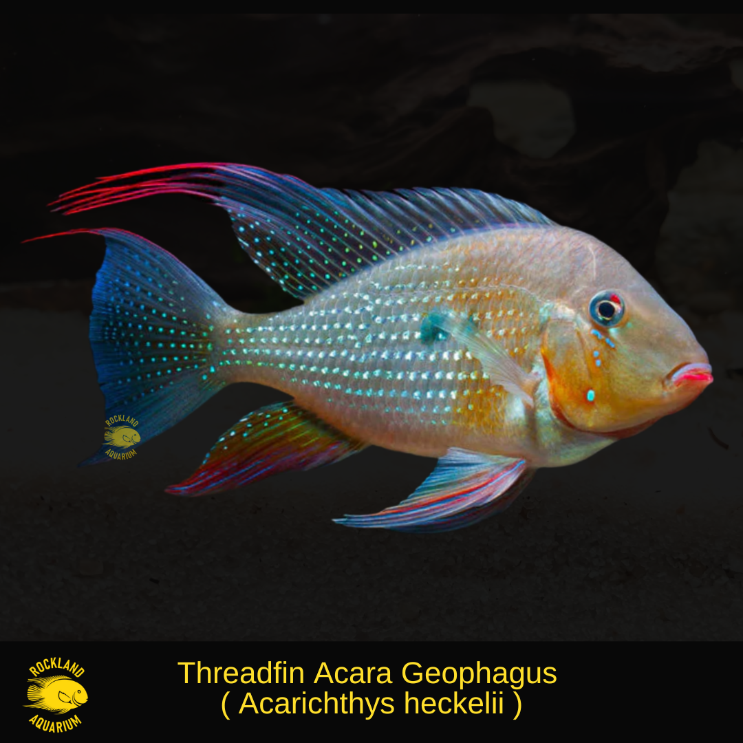 Threadfin Acara Geophagus - Acarichthys heckelii - Live Fish