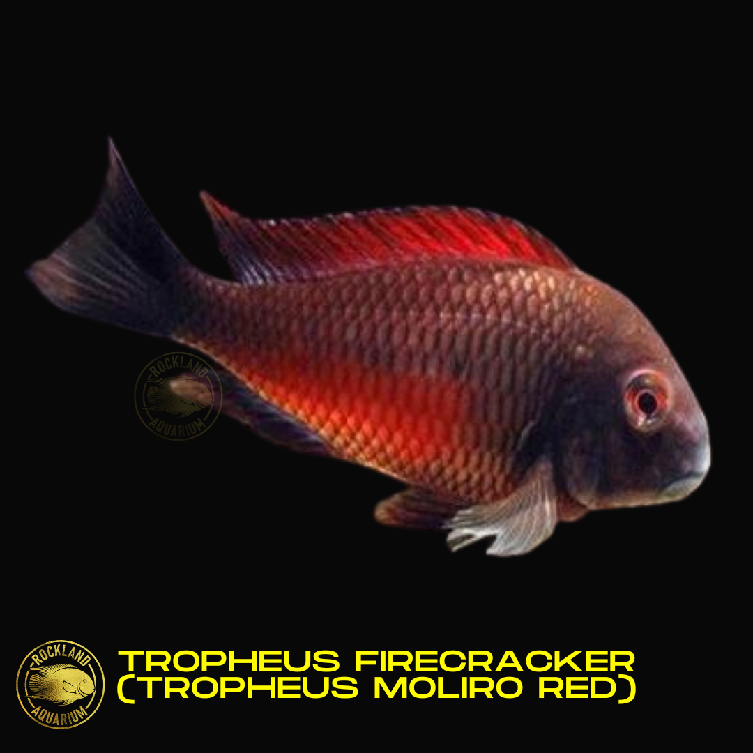 TROPHEUS FIRECRACKER - TROPHEUS MOLIRO Red - Live Fish – Rockland Aquarium
