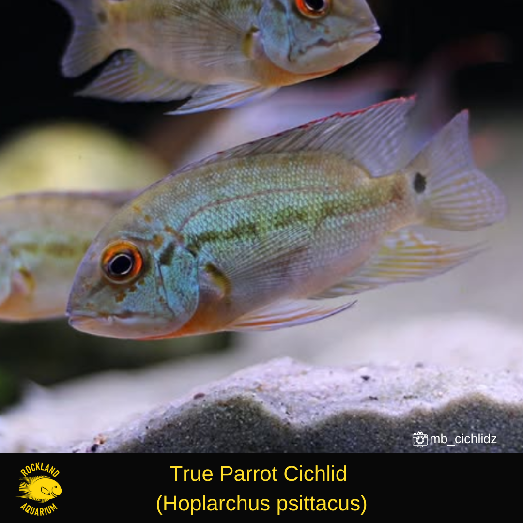 True Parrot Cichlid - Hoplarchus psittacus - - Live Fish