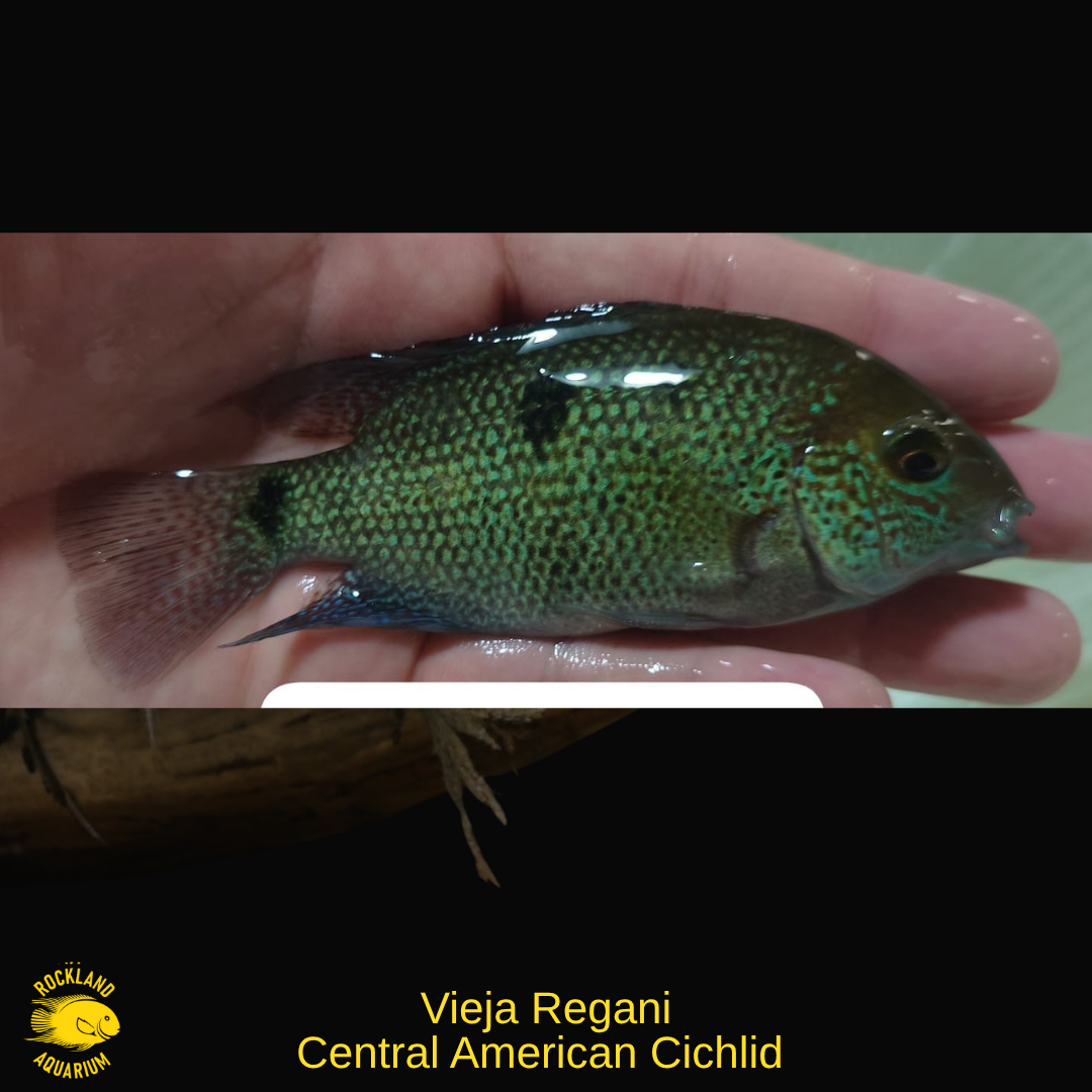Vieja Regani Cichlid – Rare Central American - Live Fish