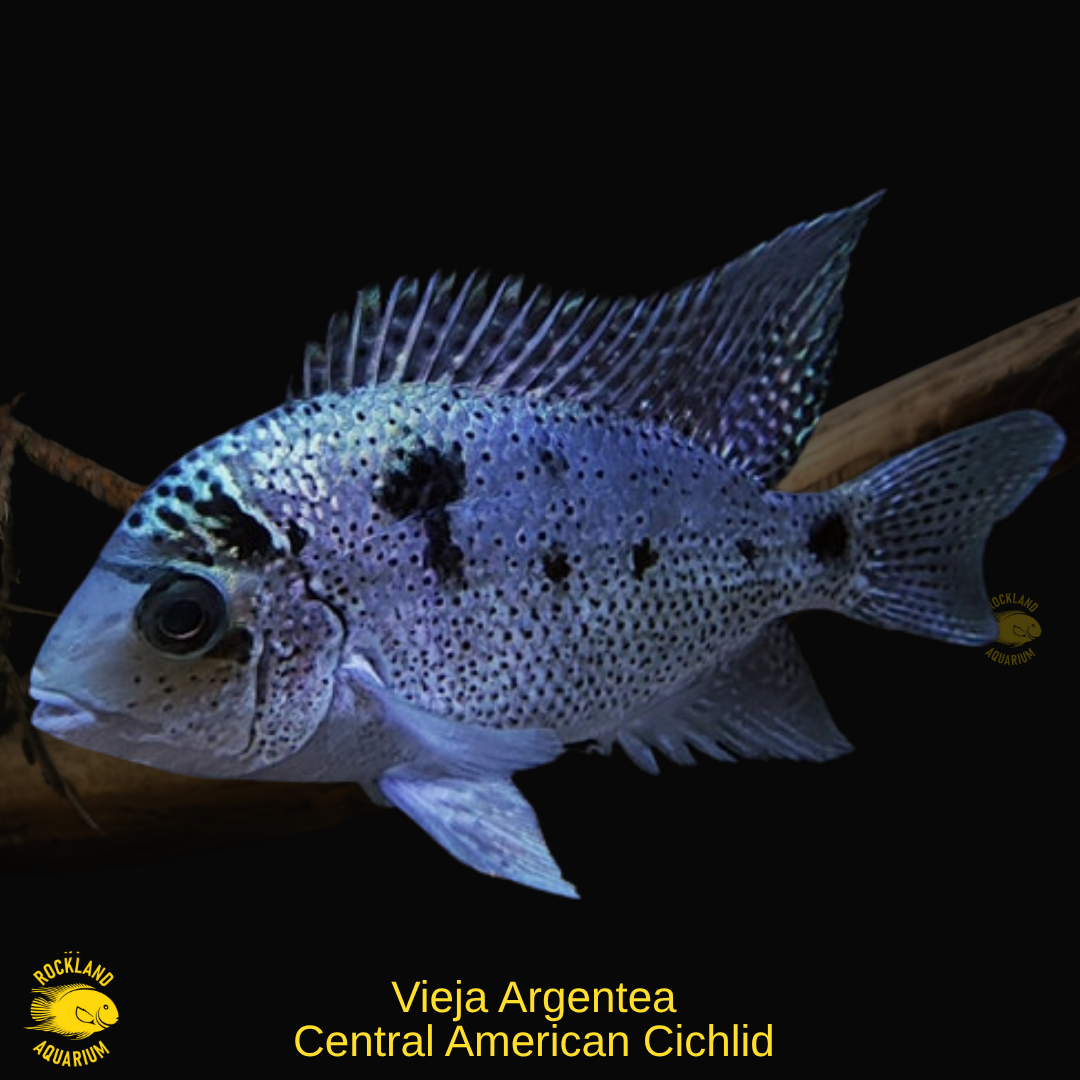 Vieja argentea - Silver Cichlid Maskaheros argenteus - Live Fish - Mad