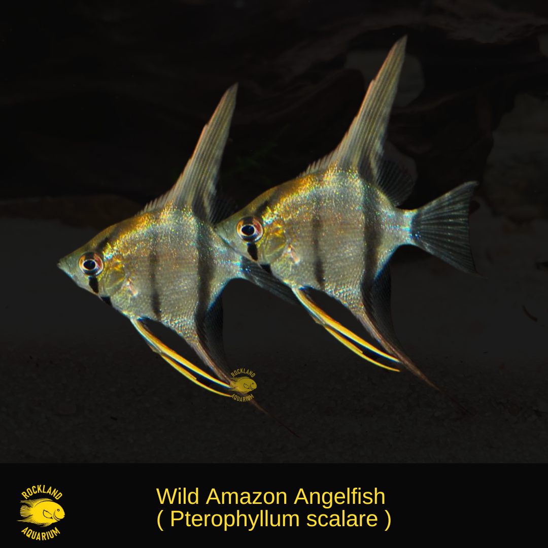 Wild Amazon Angelfish - Pterophyllum scalare - Live Fish (One Item)