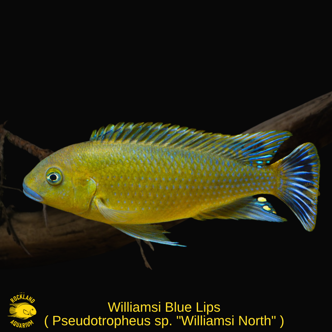 Williamsi Blue Lips - Pseudotropheus sp. "Williamsi North" - Live Fish