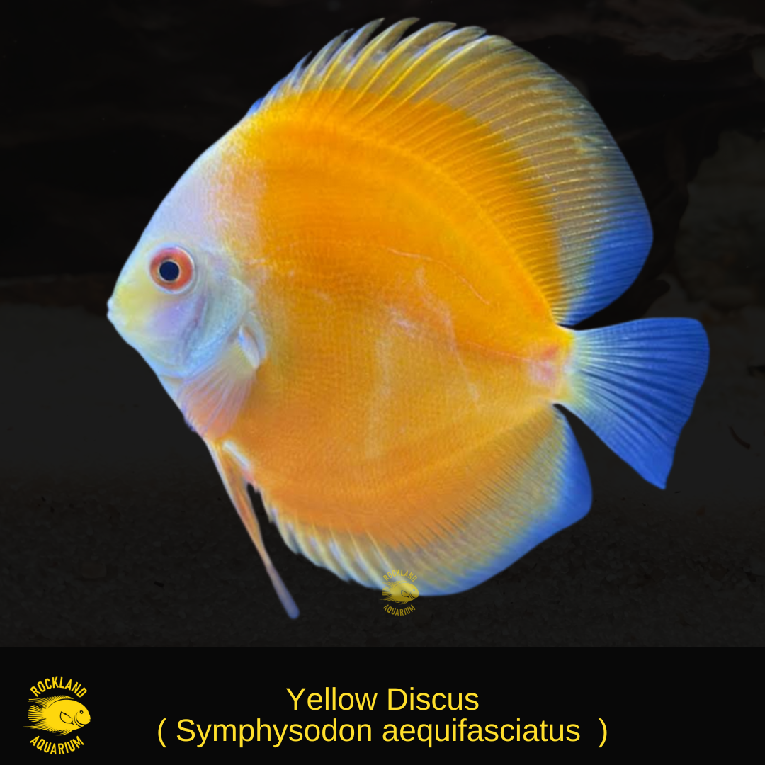 Yellow - Symphysodon aequifasciatus - Live Fish