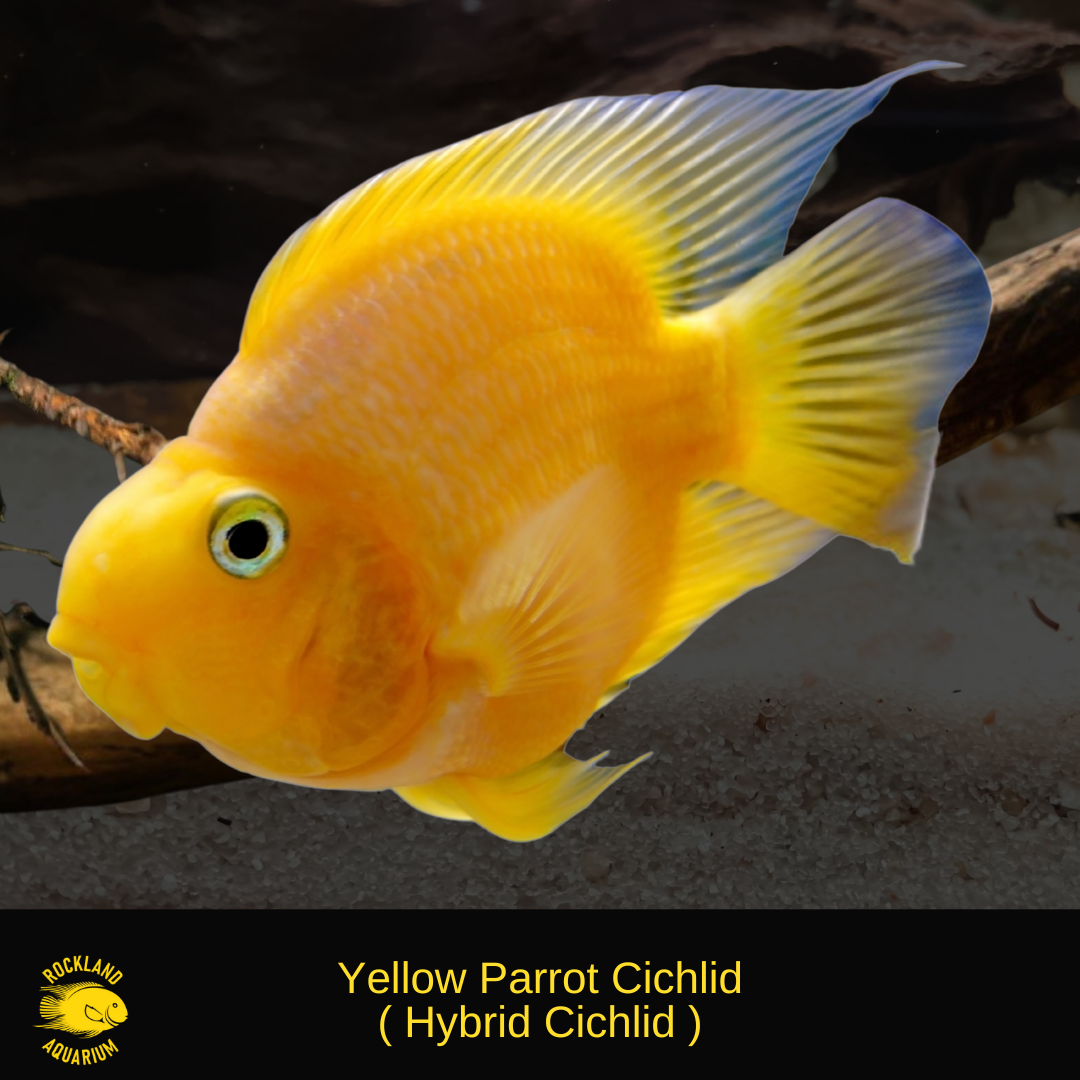 Yellow Parrot Cichlid (Hybrid) - Live Fish