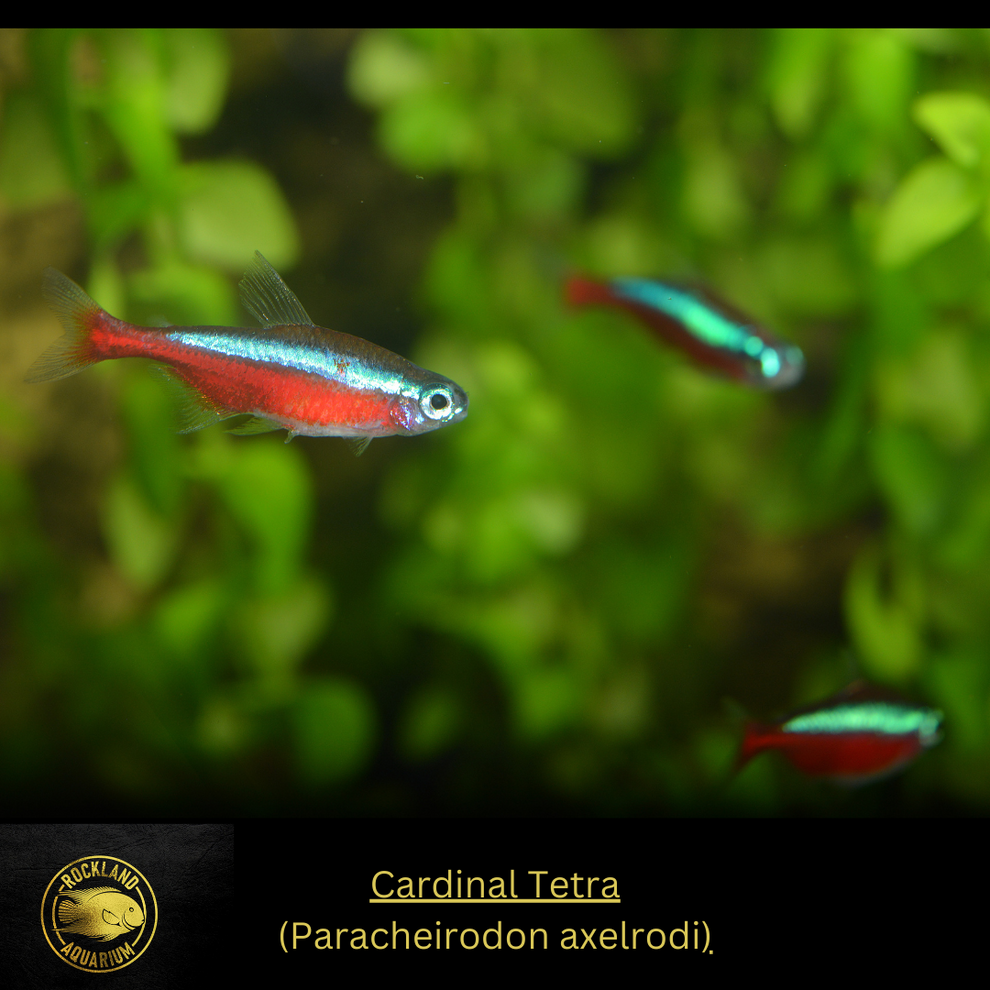 Live Cardinal Tetra Most Popular Freshwater Fish pack of 6, (.5"-1")