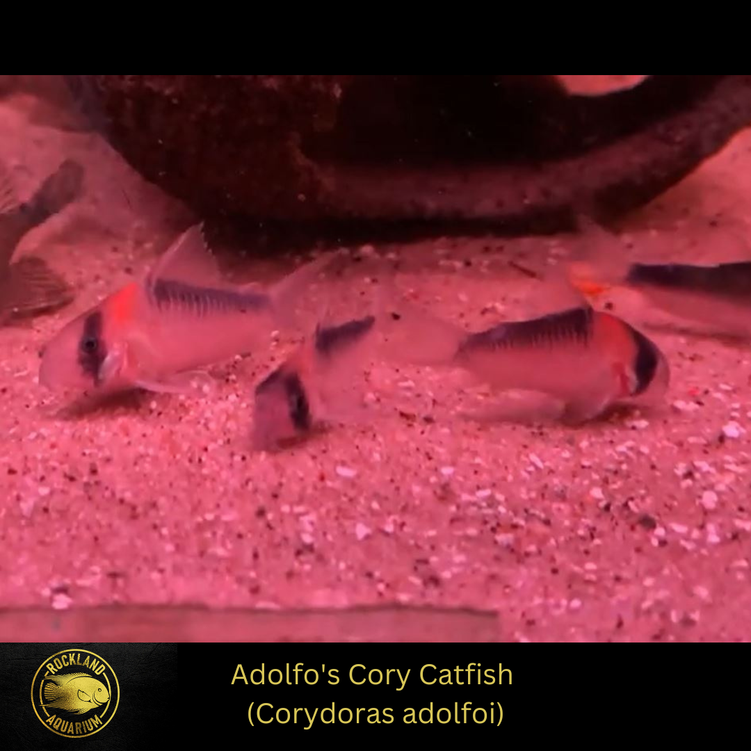 Live Adolfoi Cory Catfish Freshwater Aquarium Social Omnivorous Fish