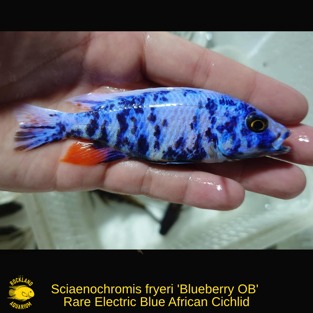 Sciaenochromis fryeri ' Blueberry OB ' – Rare Electric Blue African Ci