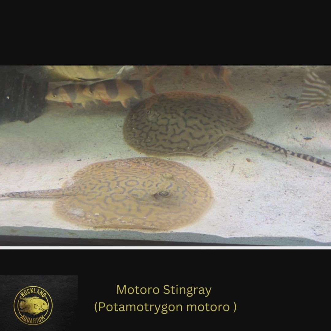 Motoro Stingray - Potamotrygon motoro - Live Fish