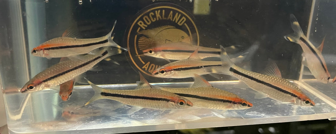 Live Denison barb Home Aquarium Roseline Shark Vibrant Colours Freshwa ...