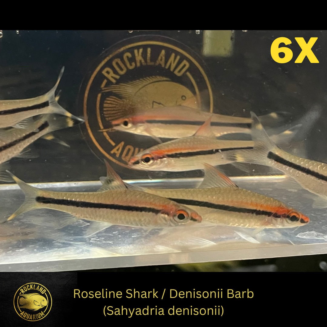 Live Denison barb Home Aquarium Roseline Shark Vibrant Colours Freshwa ...