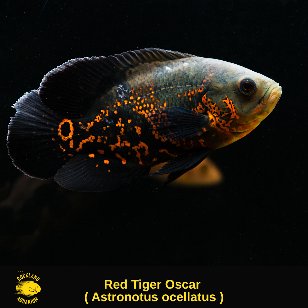Red Tiger Oscar - Astronotus ocellatus - Live Fish