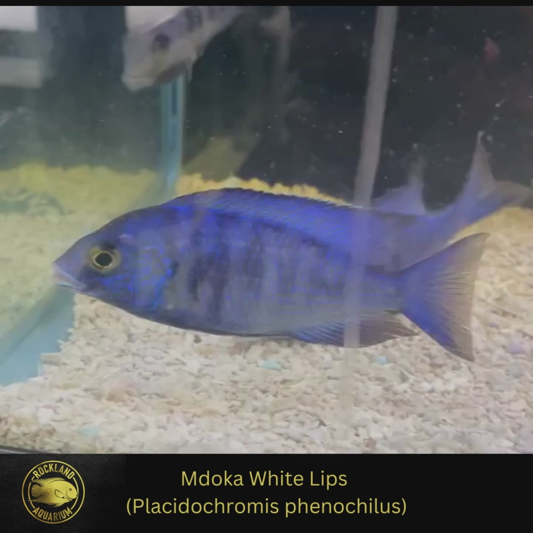 Mdoka White Lips - Placidochromis phenoch Live Fish One Item – Rockland ...
