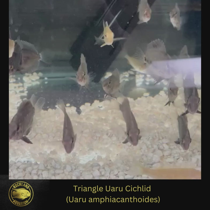 Uaru Triangle Cichlid - Uaru amphiacanthoides - South American ...