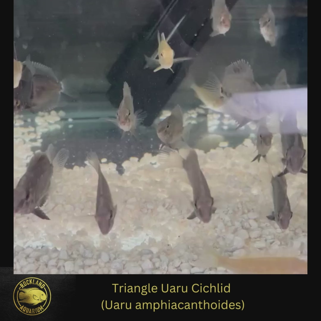 Uaru Triangle Cichlid - Uaru amphiacanthoides - South American ...