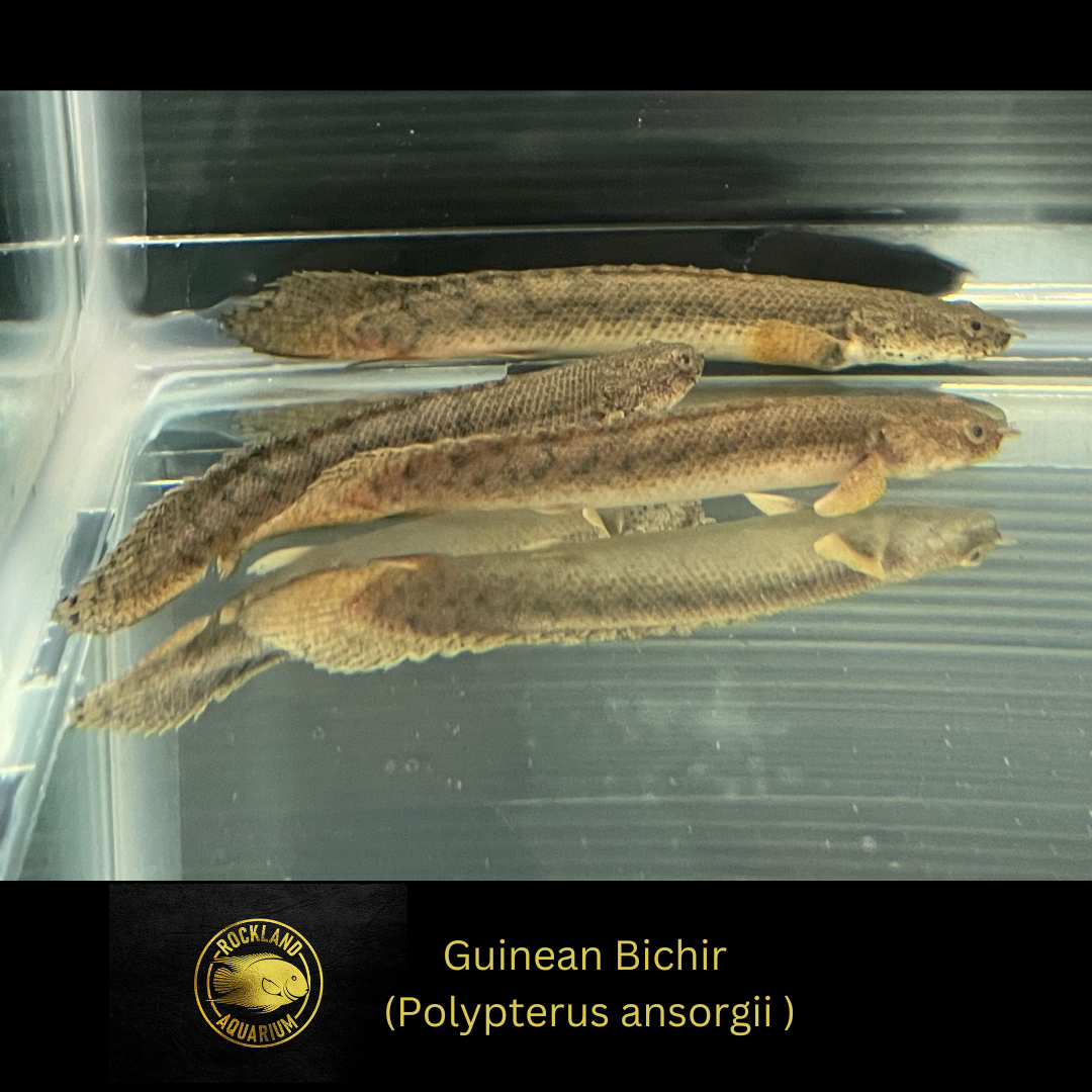 Guinean Bichir - Polypterus ansorgii - Live Fish (4"+)