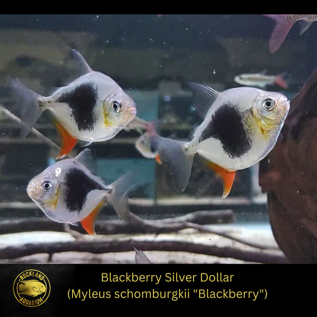 Myleus Blackberry Silver Dollar - M. schomburgki -Live Fish
