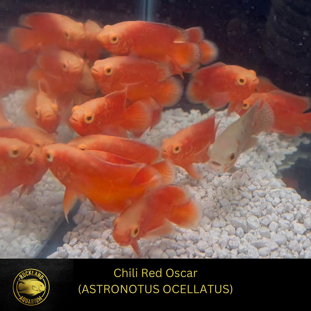 Chili Red Oscar - ASTRONOTUS OCELLATUS - Live Fish – Rockland Aquarium