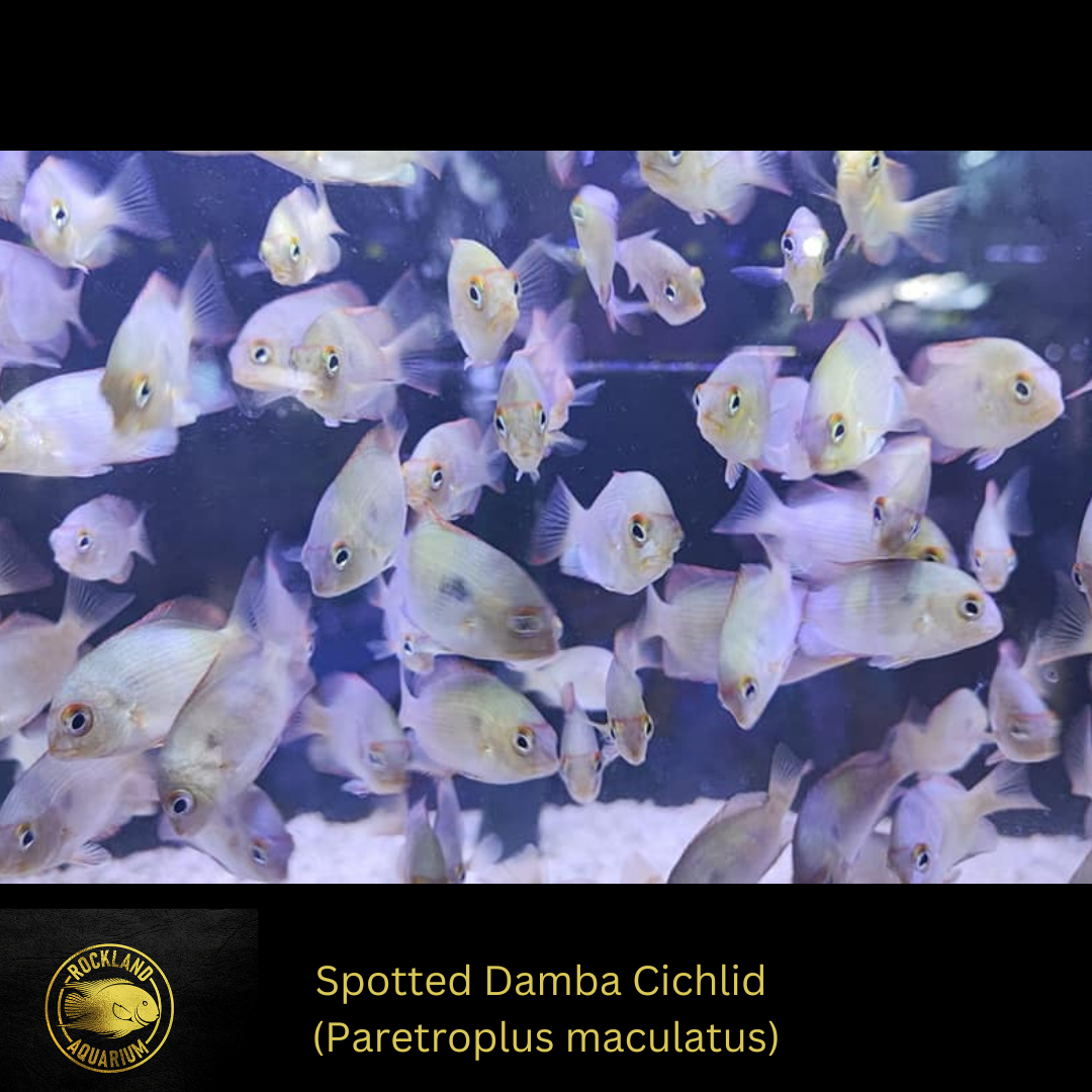 Spotted Damba Cichlid - Paretroplus maculatus - Live Fish – Rockland ...