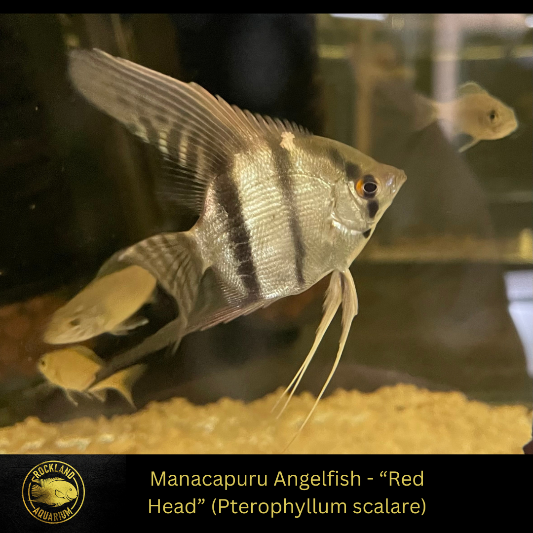 Manacapuru Angelfish - “Red Head” - Pterophyllum scalare - Live Fish