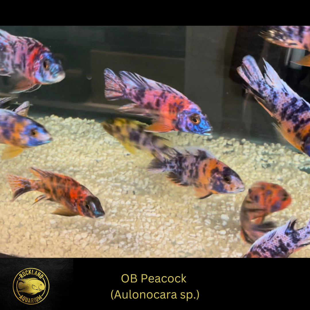OB Peacock (Aulonocara sp.) - Live Fish - African Cichlid