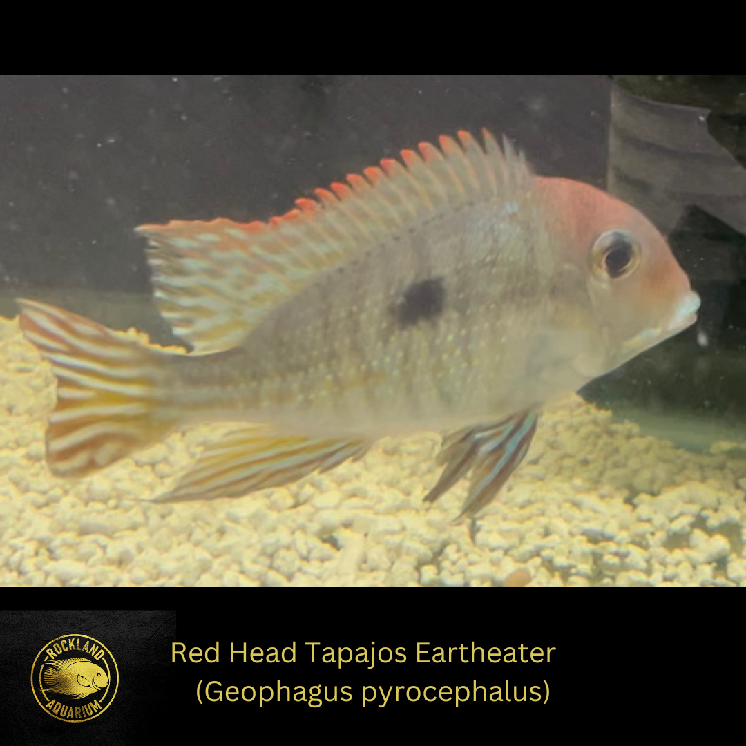 Red Head Tapajos Eartheater - Geophagus sp. - Live Fish – Rockland Aquarium