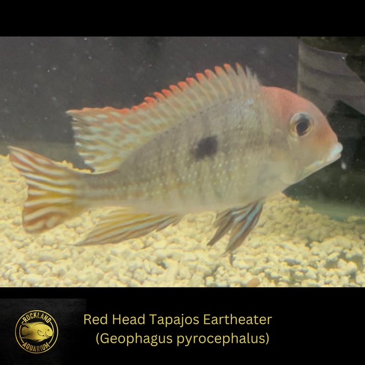 Red Head Tapajos Eartheater - Geophagus sp. - Live Fish – Rockland Aquarium