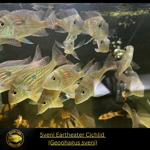 Sveni Eartheater - Geophagus sp. 'sveni' - Live Fish (Multiple Sizes)